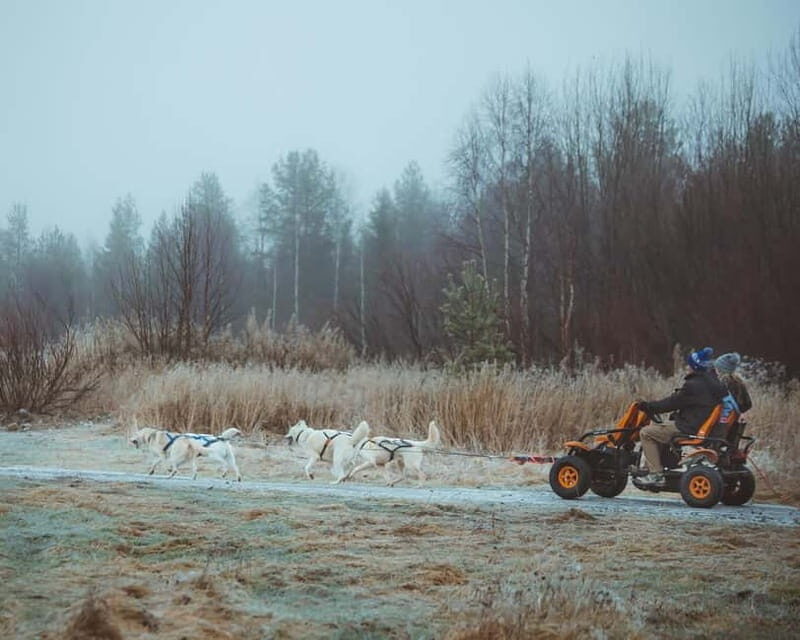 Rovaniemi: Autumn Husky Ride on Wheels - The Value of the Experience