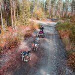 Rovaniemi Autumn Husky Safari & BBQ  610 km SelfDrive - The Practicalities: Transportation, Group Size, and Price