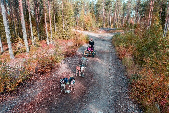 Rovaniemi Autumn Husky Safari & BBQ  610 km SelfDrive - The Practicalities: Transportation, Group Size, and Price