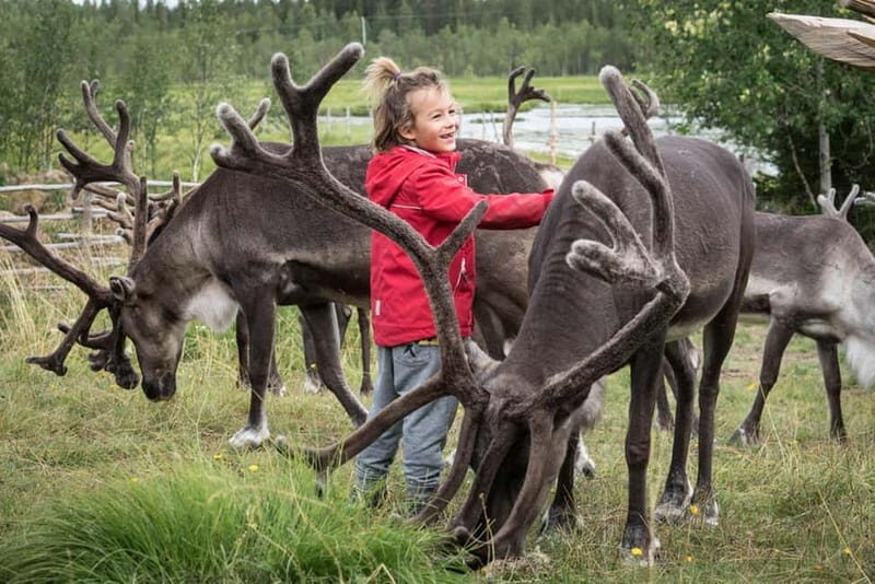 Rovaniemi: Autumn Reindeer Farm Visit - What to Expect During the Tour