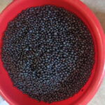 Rovaniemi: Berry Picking Tour with Traditional Laavu - What Makes Berry Picking Special in Lapland