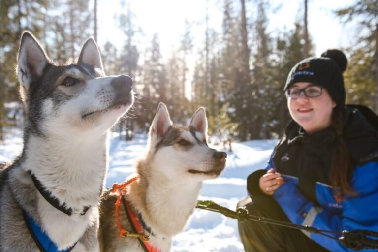 Rovaniemi: Daytime Husky Safari - The Experience in Detail
