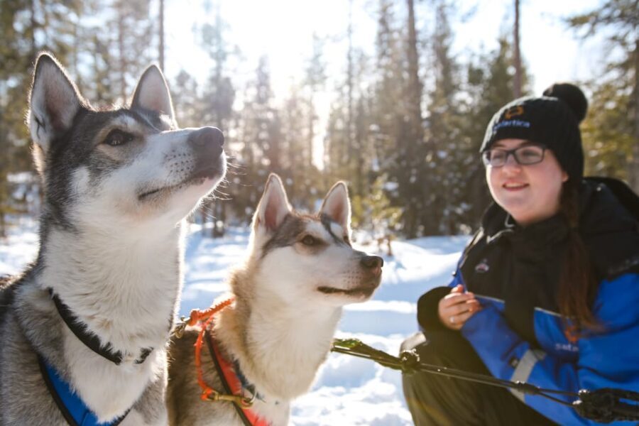 Rovaniemi: Daytime Husky Safari - The Experience in Detail