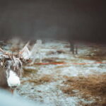 Rovaniemi: Early Winter Reindeer Sleigh Ride 1-2 km - Who Will Love This Tour?