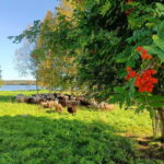 Rovaniemi: Guided Tour to a Sheep Farm in Lapland - What’s Included and How It Adds Value