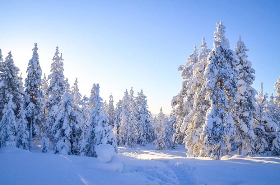 Rovaniemi: Guided Wilderness Snowmobile Ride - Why You Might Love This Tour