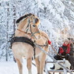 Rovaniemi: Horse Sleigh Ride under the Night Sky - The Sum Up: Why This Tour Is Worth Considering