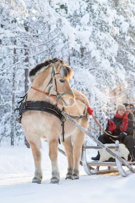 Rovaniemi: Horse Sleigh Ride under the Night Sky - The Sum Up: Why This Tour Is Worth Considering