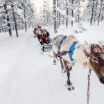 Rovaniemi: Husky Farm and Reindeer Experience - What You’ll Do: Breaking Down the Itinerary