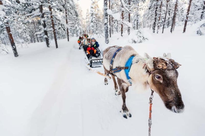 Rovaniemi: Husky Farm and Reindeer Experience - What You’ll Do: Breaking Down the Itinerary