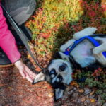 Rovaniemi: Husky Safari & Campfire BBQ  610 km SelfDrive - The Journey into Authentic Lapland Culture