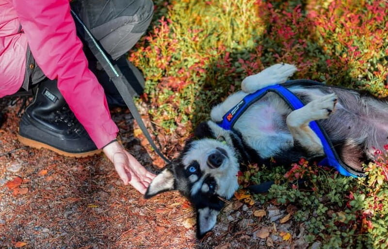 Rovaniemi: Husky Safari & Campfire BBQ  610 km SelfDrive - The Journey into Authentic Lapland Culture
