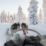 Rovaniemi: Husky Sled Ride and Farm Visit - Who Will Love This Tour?