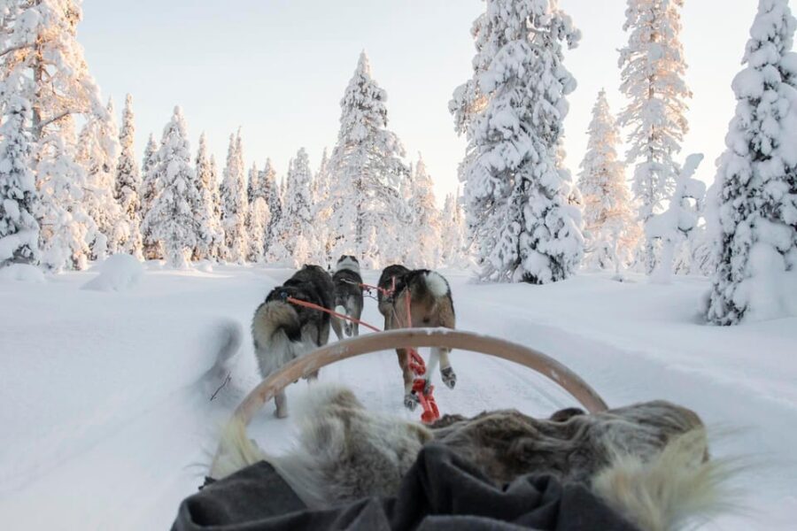 Rovaniemi: Husky Sled Ride and Farm Visit - Who Will Love This Tour?