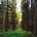 Rovaniemi: Mushrooms & Wild Berries Picking Tour - What You Can Expect on This Foraging Tour
