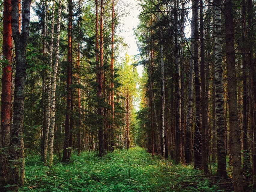 Rovaniemi: Mushrooms & Wild Berries Picking Tour - What You Can Expect on This Foraging Tour