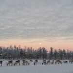 Rovaniemi: Private reindeer farm visit & culture experience - Why Travelers Love It
