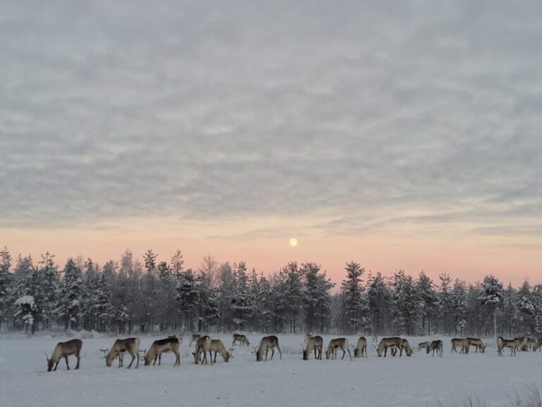 Rovaniemi: Private reindeer farm visit & culture experience - Why Travelers Love It
