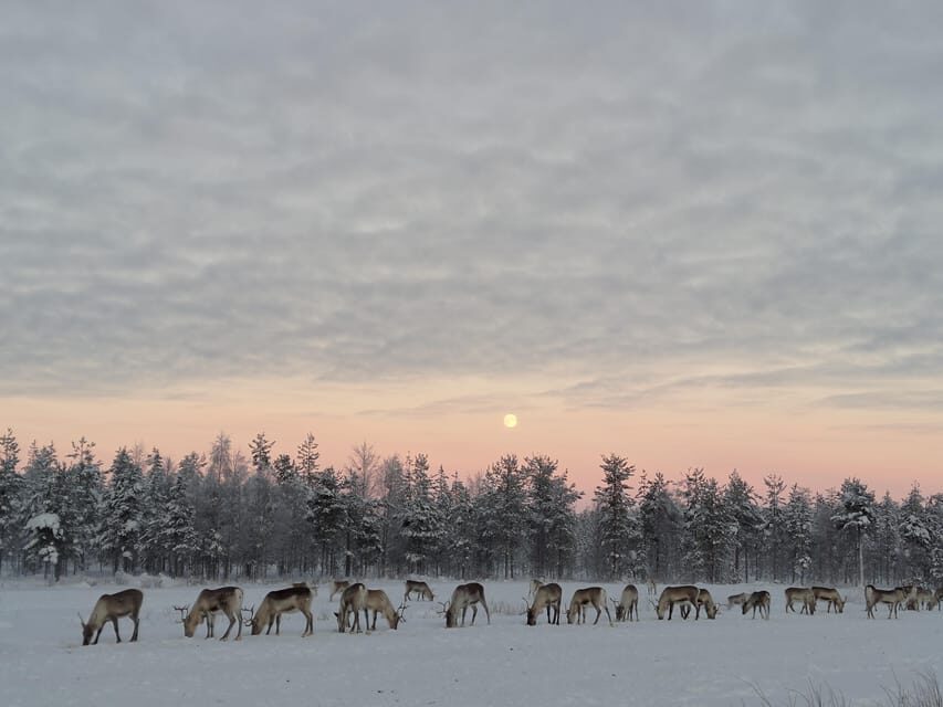 Rovaniemi: Private reindeer farm visit & culture experience - Why Travelers Love It