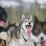 Rovaniemi: Reindeer, Huskies, Santa's Pets & Aurora Hunt - Authenticity and Practical Tips