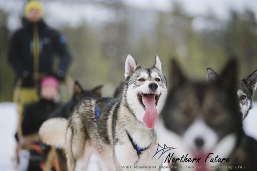 Rovaniemi: Reindeer, Huskies, Santa's Pets & Aurora Hunt - Authenticity and Practical Tips