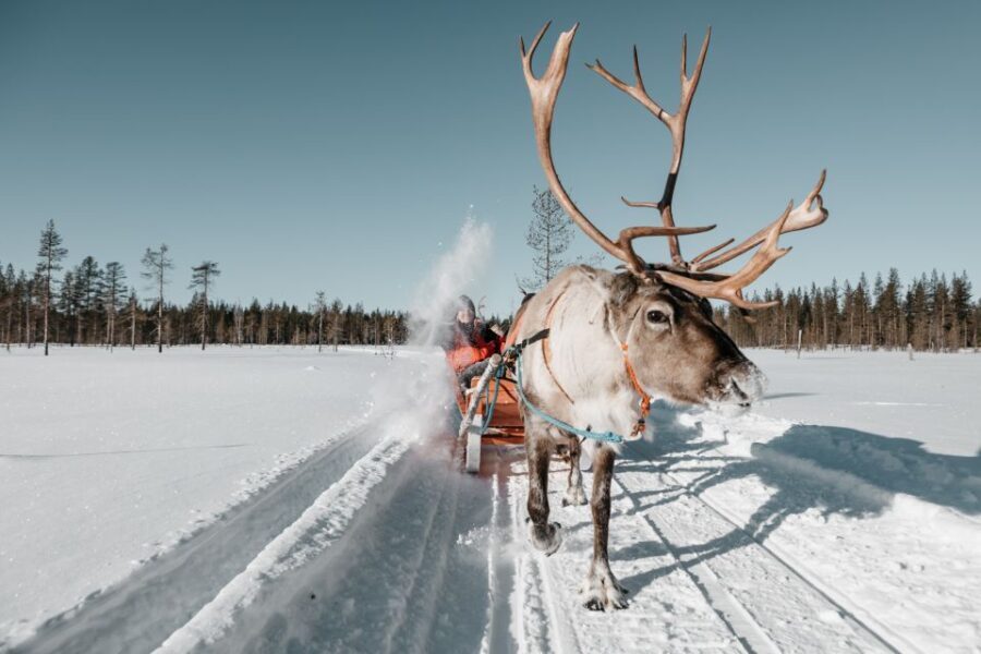 Rovaniemi: Reindeer Sleigh Ride with Hot Drink and Cookies - The Reviews and What They Tell Us