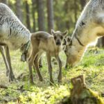 Rovaniemi: Summer Reindeer Farm Experience - Why This Tour is Worth It