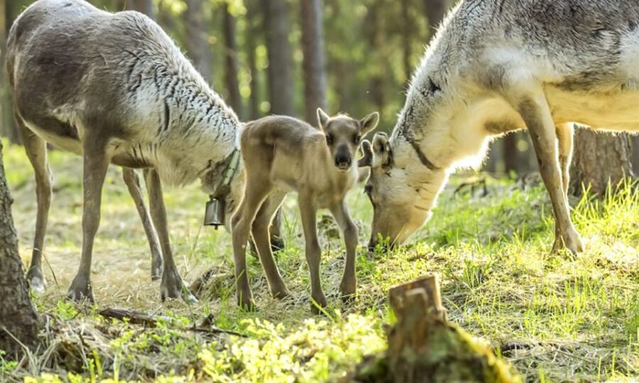 Rovaniemi: Summer Reindeer Farm Experience - Why This Tour is Worth It