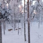 Rovaniemi: Trip to Ranua Zoo with Tickets Included - The Sum Up: Is This Tour Right for You?
