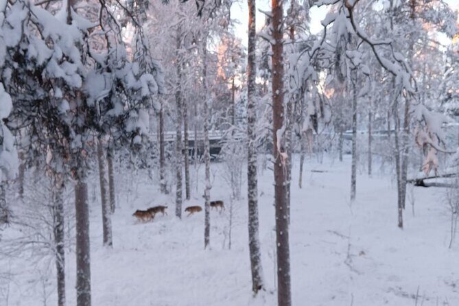 Rovaniemi: Trip to Ranua Zoo with Tickets Included - The Sum Up: Is This Tour Right for You?