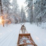 Rovaniemi: Winter Snowshoeing, Reindeer & Husky Sleigh Ride - The Value of This Arctic Adventure