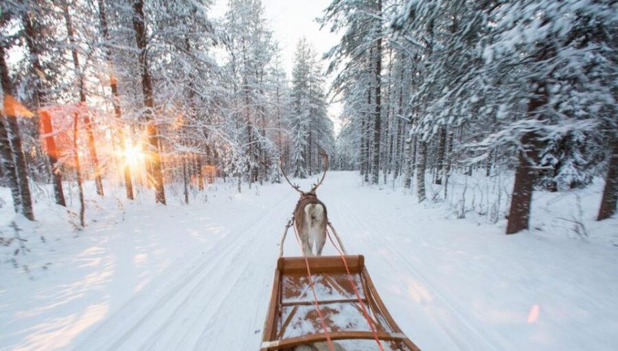 Rovaniemi: Winter Snowshoeing, Reindeer & Husky Sleigh Ride - The Value of This Arctic Adventure