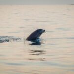 Rovinj: Sunrise Dolphins & Fishermen at Work Speedboat Tour - Authentic Encounters and Stunning Views: Our Final Thoughts