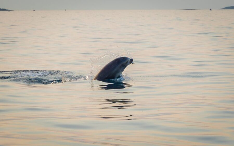 Rovinj: Sunrise Dolphins & Fishermen at Work Speedboat Tour - Authentic Encounters and Stunning Views: Our Final Thoughts