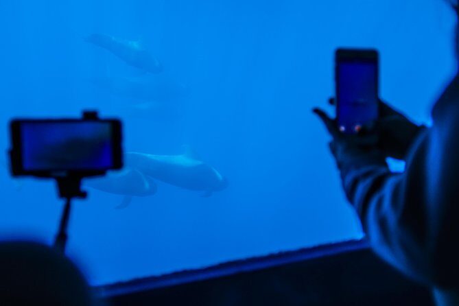 Royal Delfin - 2Hour Sustainable Dolphin & Whale Watching Mini Cruise - The Experience on Board