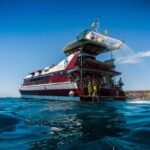 Royal Delfin 3H Dolphin & Whale Watching! Swimming & Lunch! - Authentic Insights from Travelers