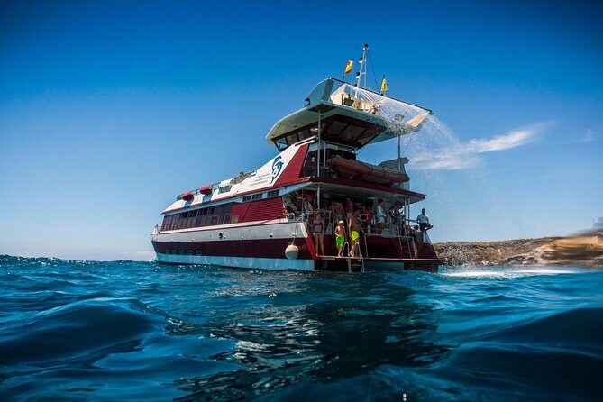 Royal Delfin 3H Dolphin & Whale Watching! Swimming & Lunch! - Authentic Insights from Travelers