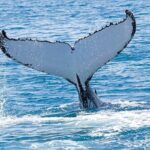 Royal Humpback Whale Exploration - Who Will Love This Tour?