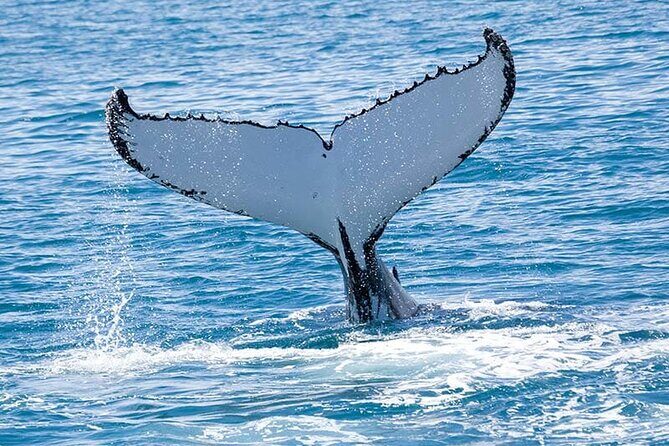Royal Humpback Whale Exploration - Who Will Love This Tour?