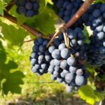 Rüdesheim - Wine tasting - A journey of pleasure through 5 wines - FAQs