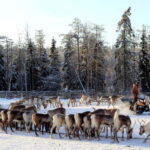 RUKA: Reindeer Feeding, Sleigh Ride & Fireside Delicacies - The Itinerary in Detail