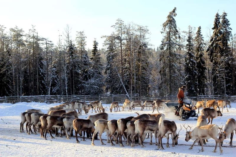 RUKA: Reindeer Feeding, Sleigh Ride & Fireside Delicacies - The Itinerary in Detail