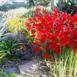 Ruth Bancroft Garden General Admission Ticket - Authentic Experiences and What Travelers Say