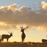 Rutting Around Elk Viewing Tour - Why This Tour Offers Real Value