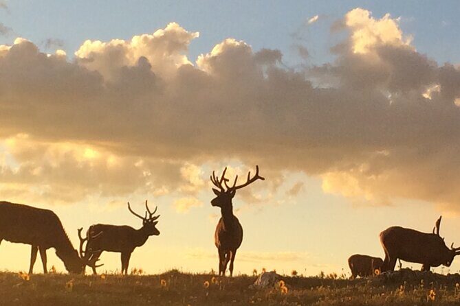 Rutting Around Elk Viewing Tour - Why This Tour Offers Real Value
