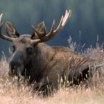 Saariselka: Moose Safari in Inari  Saariselkä - The Experience in Detail: What You’ll Actually Do