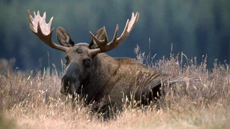 Saariselka: Moose Safari in Inari  Saariselkä - The Experience in Detail: What You’ll Actually Do