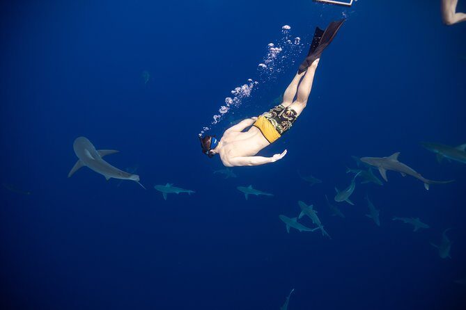 Safe and Educational Shark Dive from Haleiwa: Sharks Guaranteed - Education and Conservation
