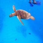 Sail and Turtle Snorkeling Tour in Waikiki - Snorkeling at Turtle Canyon and Turtle Town