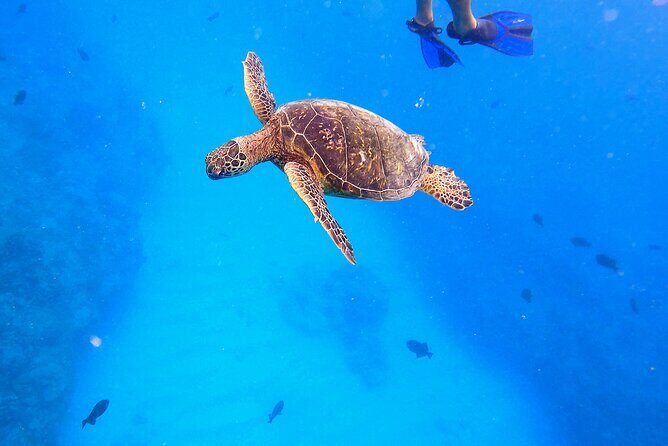 Sail and Turtle Snorkeling Tour in Waikiki - Snorkeling at Turtle Canyon and Turtle Town